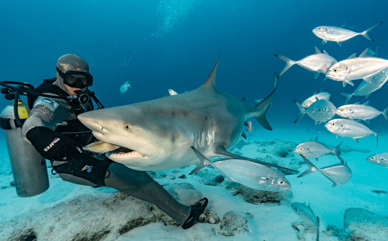 Octavio Bull Shark Diving in Playa del Carmen, Mexico